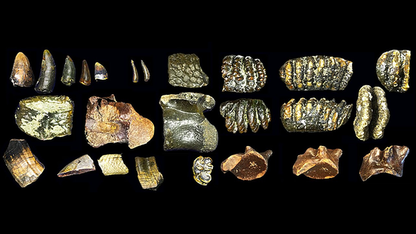 ‘고립된 원시인’은 오해? 14만 년 전 자바섬의 고대 인류 교류설 부상